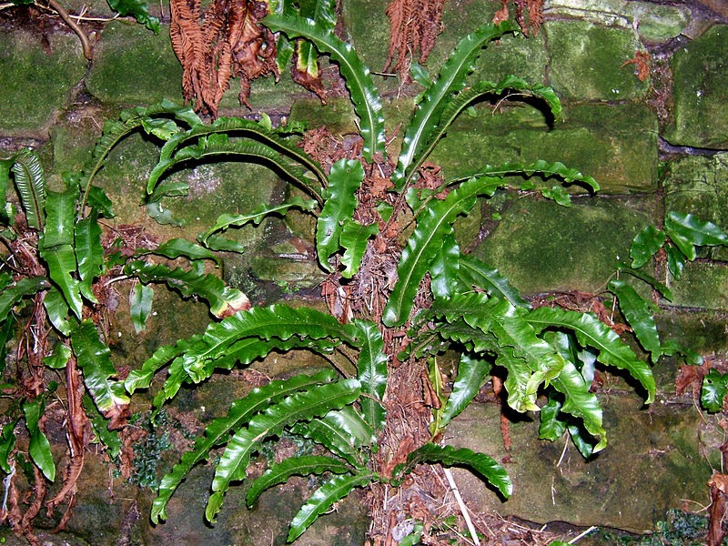 Variety of Life: Asplenium