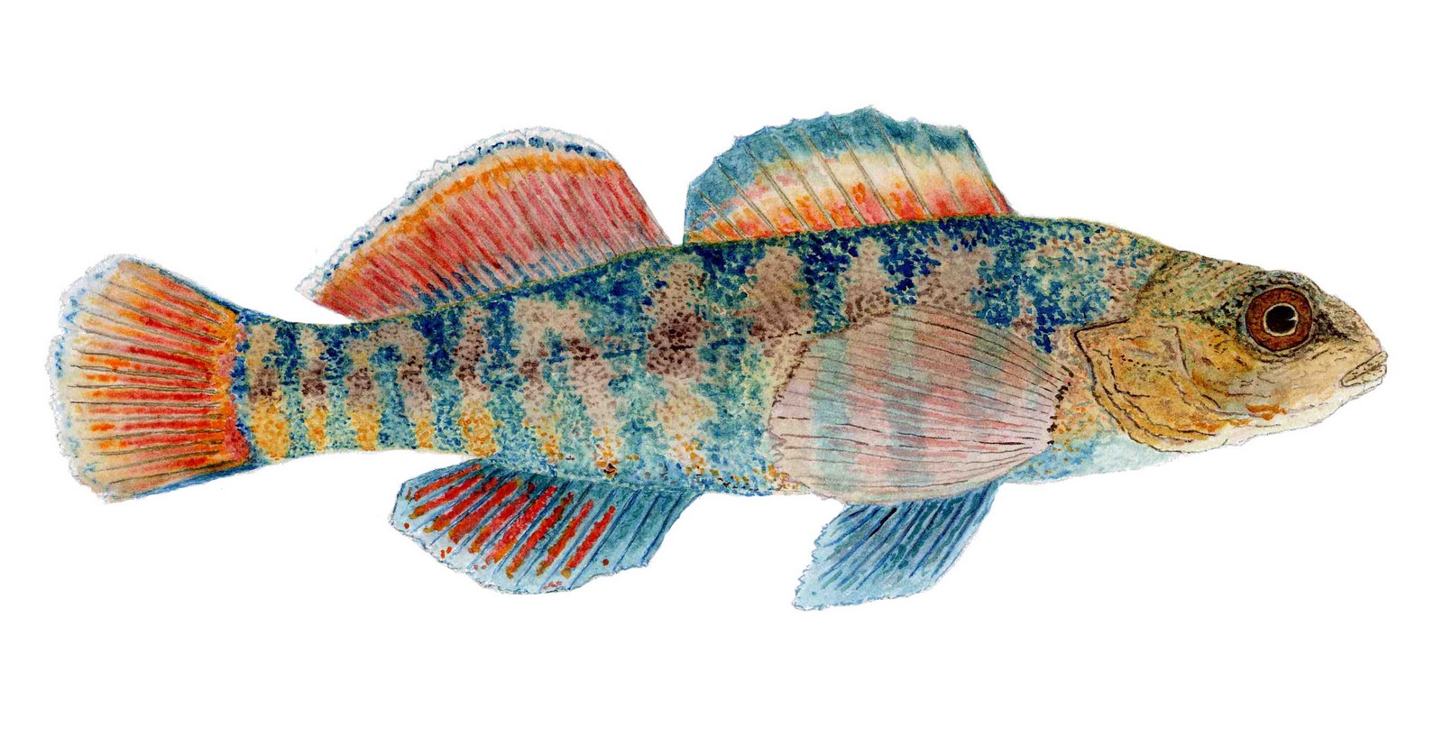 Daily Painters of Pennsylvania: 'Watercolor Study of an Orange Throat ...