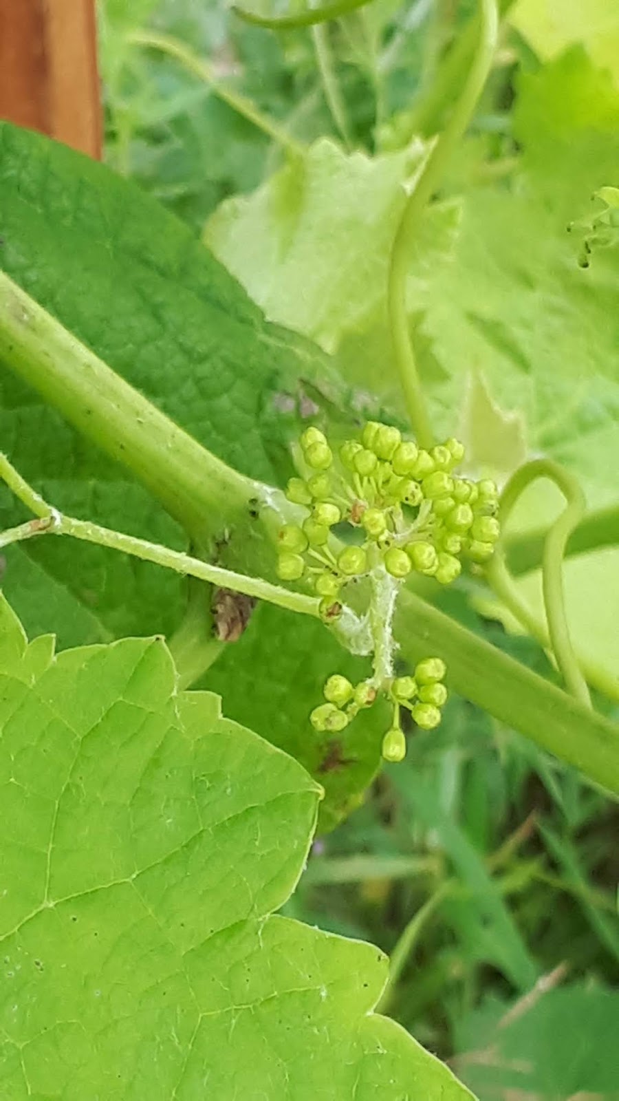 Viticulture in Ireland: Two weeks and what a difference