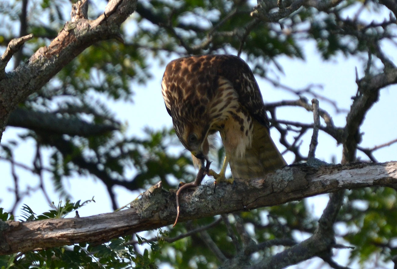 Woods Walks and Wildlife: Hawk and Snake