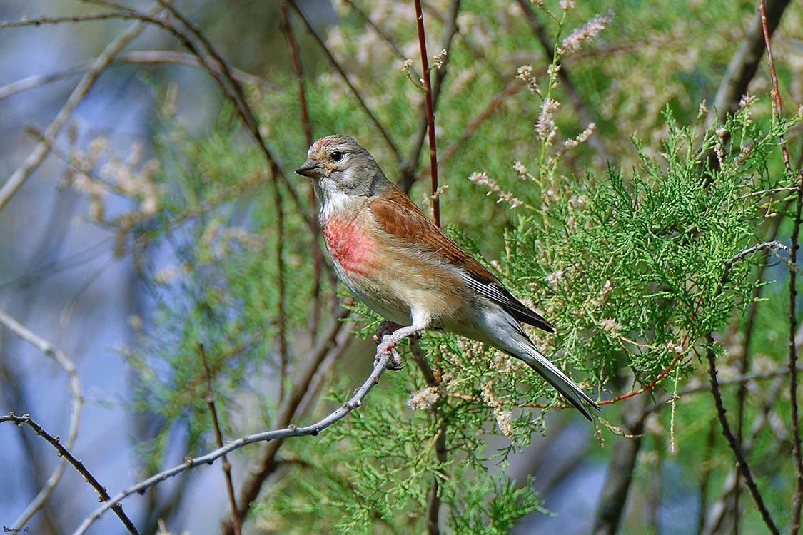 Objetivo: Naturaleza Viva: Pardillo común (Carduelis cannabina)
