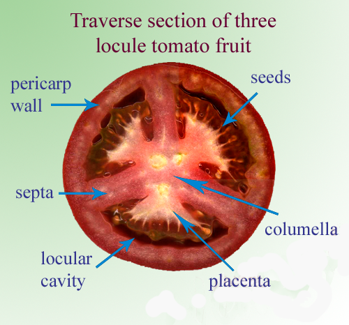 Tarım Siteniz: Domates Meyve Anatomisi (Tomato fruit anatomy)