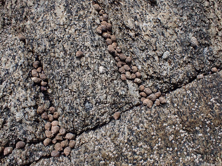 The Natural History of Bodega Head: Keen on crevices