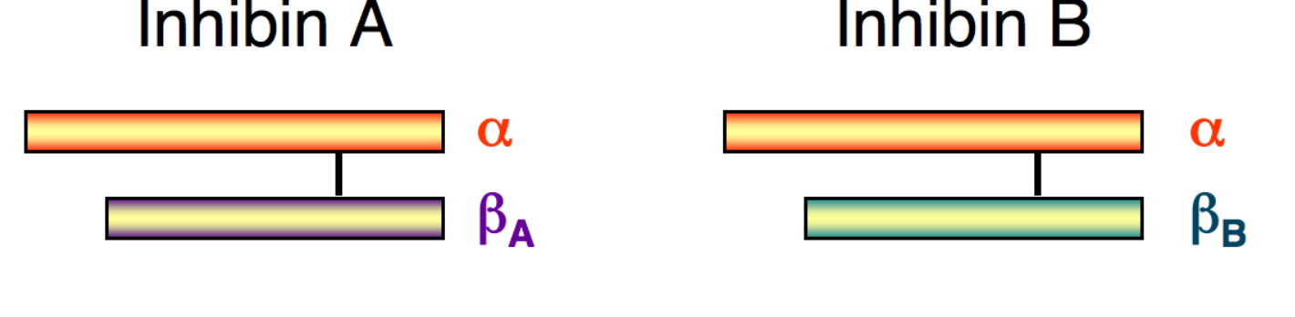 أهمية المعايرة المصلية للـ Inhibin B