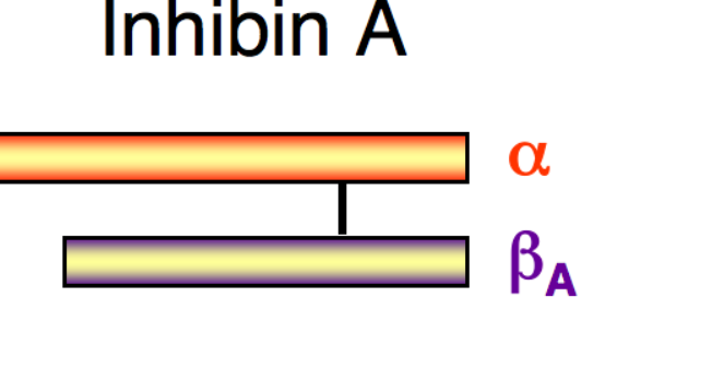 أهمية المعايرة المصلية للـ Inhibin B