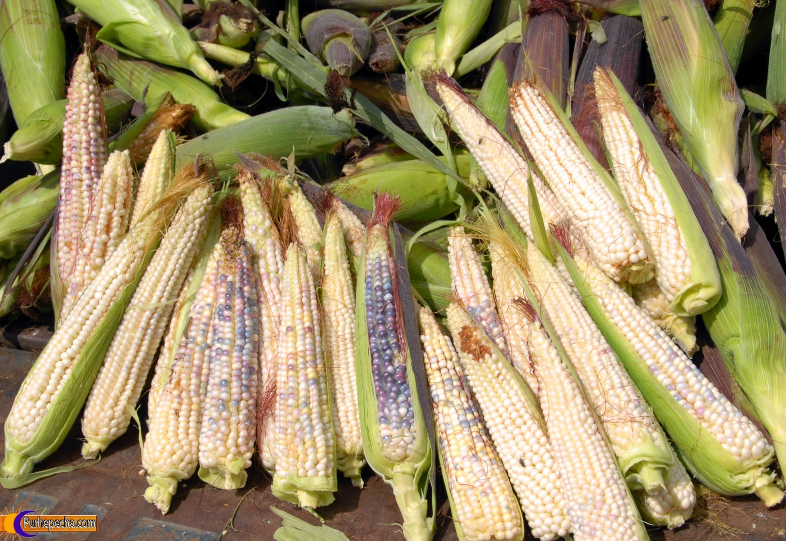 COMUNIDADES INDIGENAS (PUREPECHAS): LOS PUREPECHAS