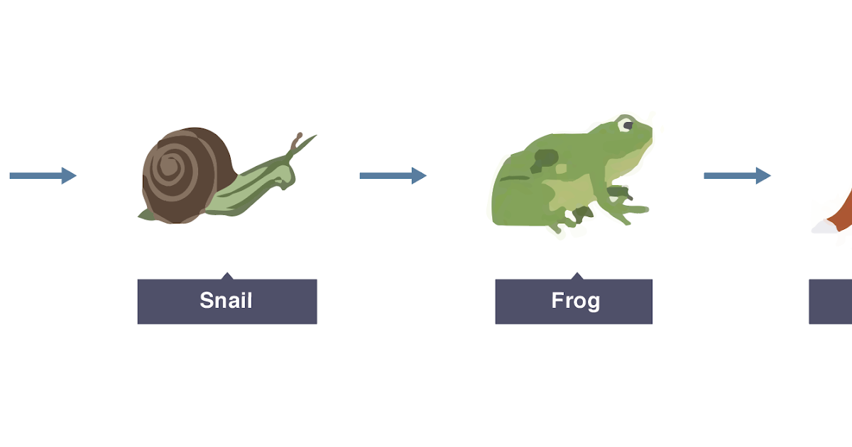 IGCSE Biology 2017: 4.7: Understand the Concepts of Food Chains, Food ...