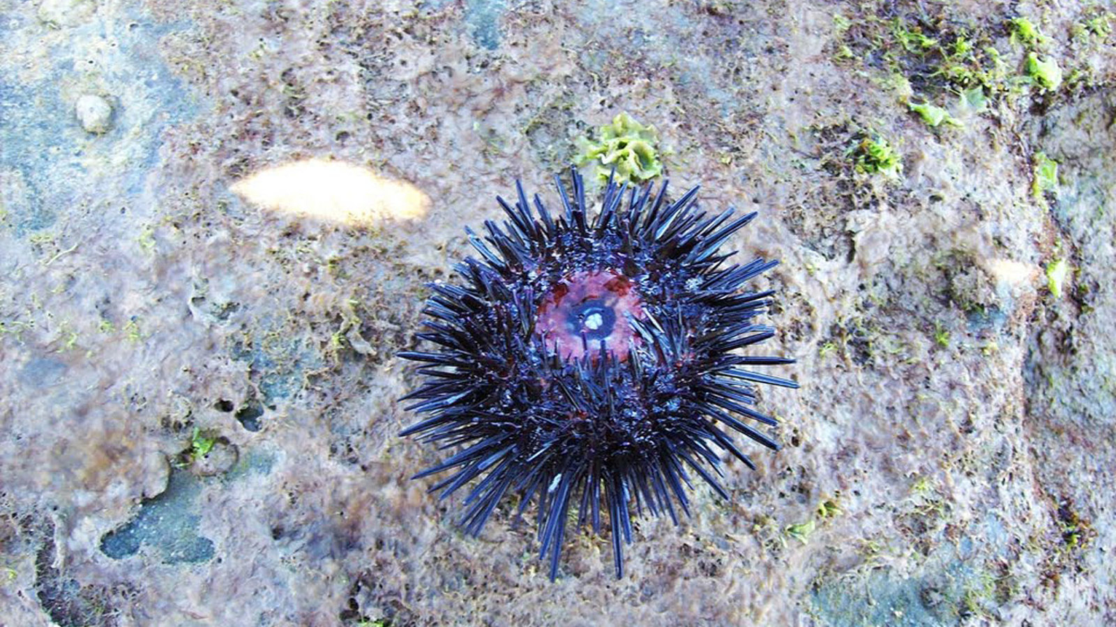 Bichos Do Mar Perigosos - FDPLEARN