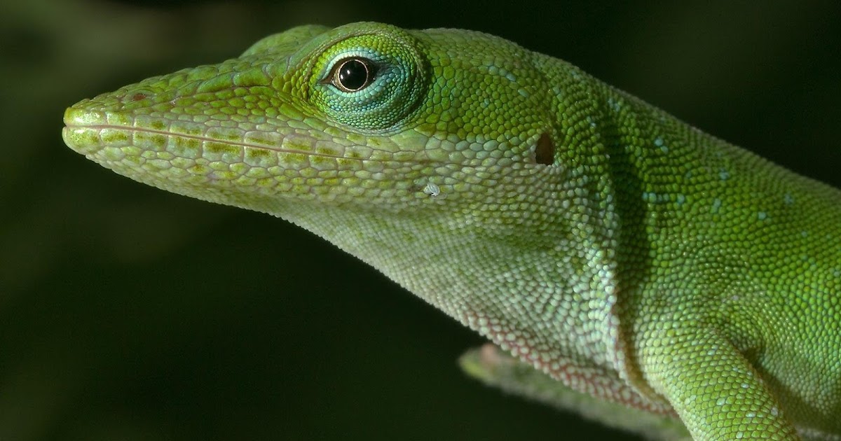 Ohana: MIREIA BONICH 1 Batx B (12)