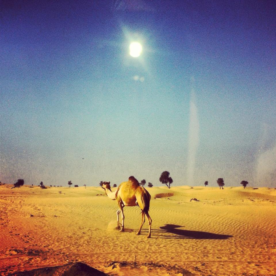 Superior Model Management : Migrating Models