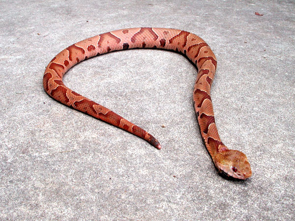 Animal Pictures: American Copperhead