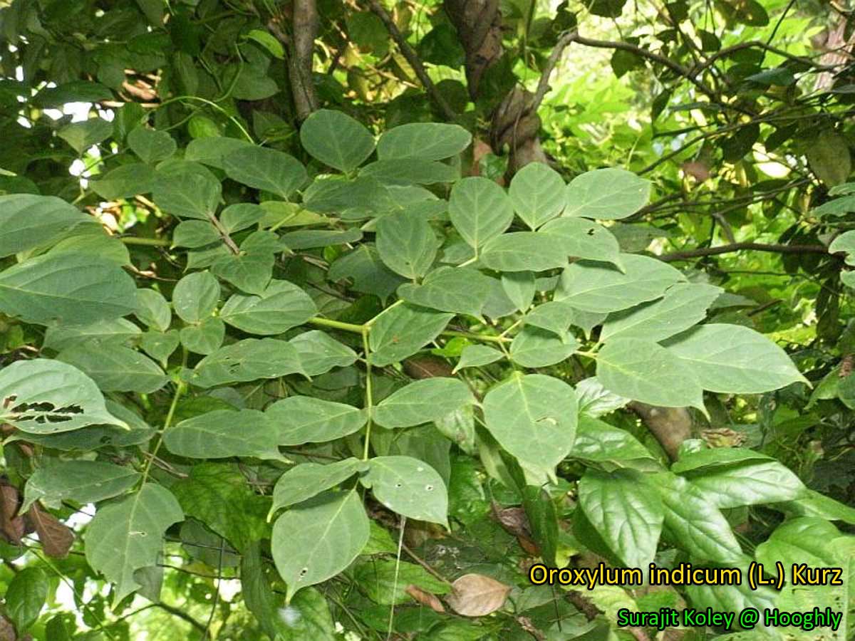 Medicinal Plants: Oroxylum indicum