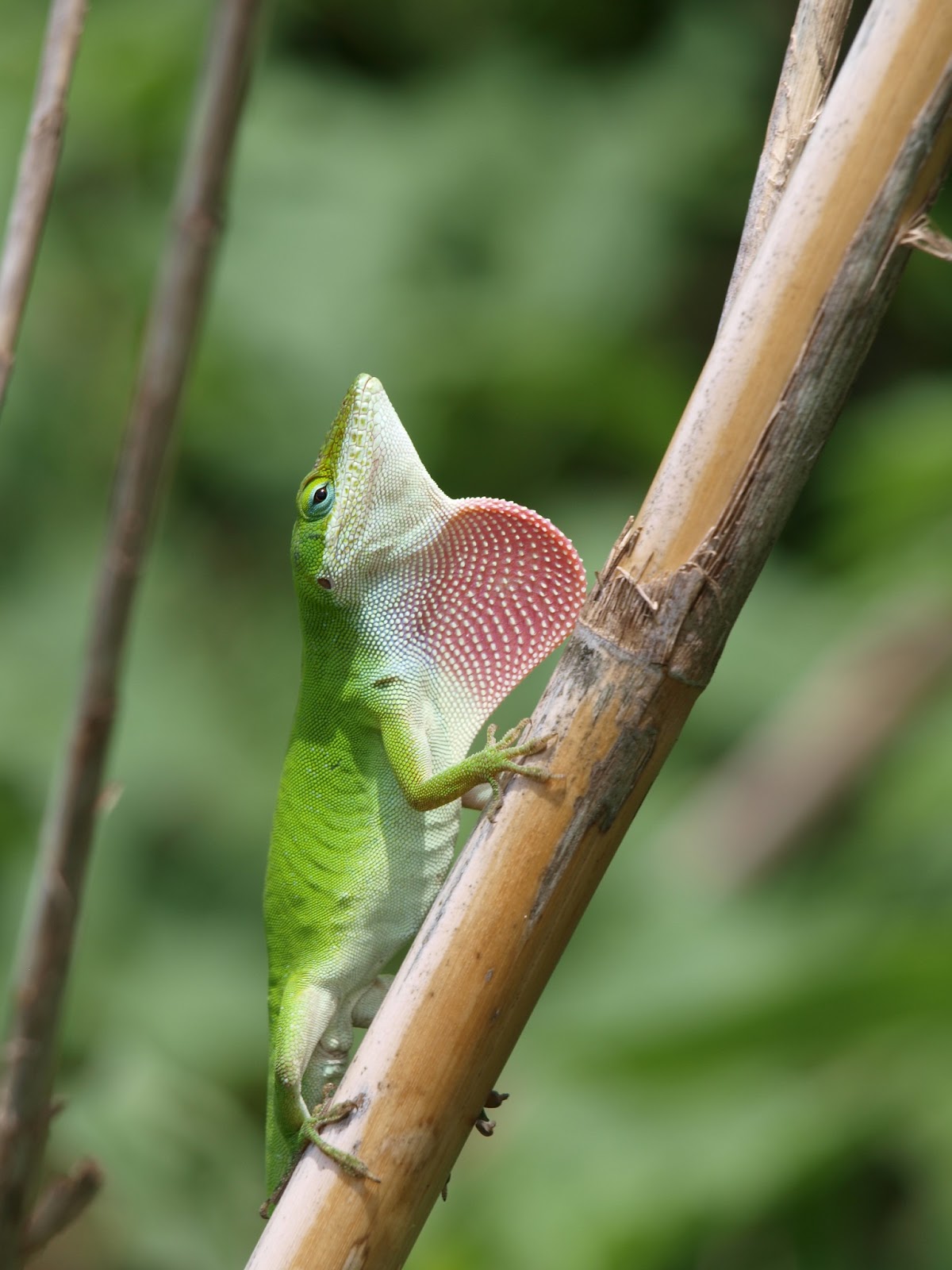 A Life Inspired by Nature: Show off!