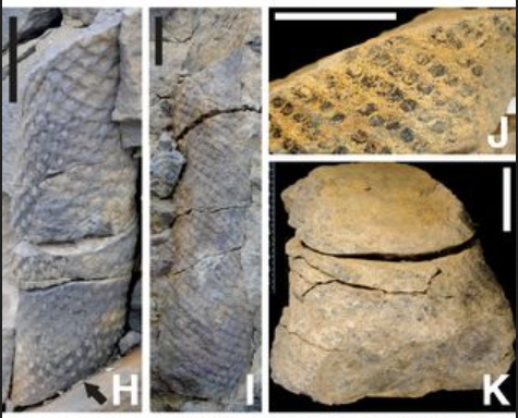 Middle-Devonian Life I: Flora