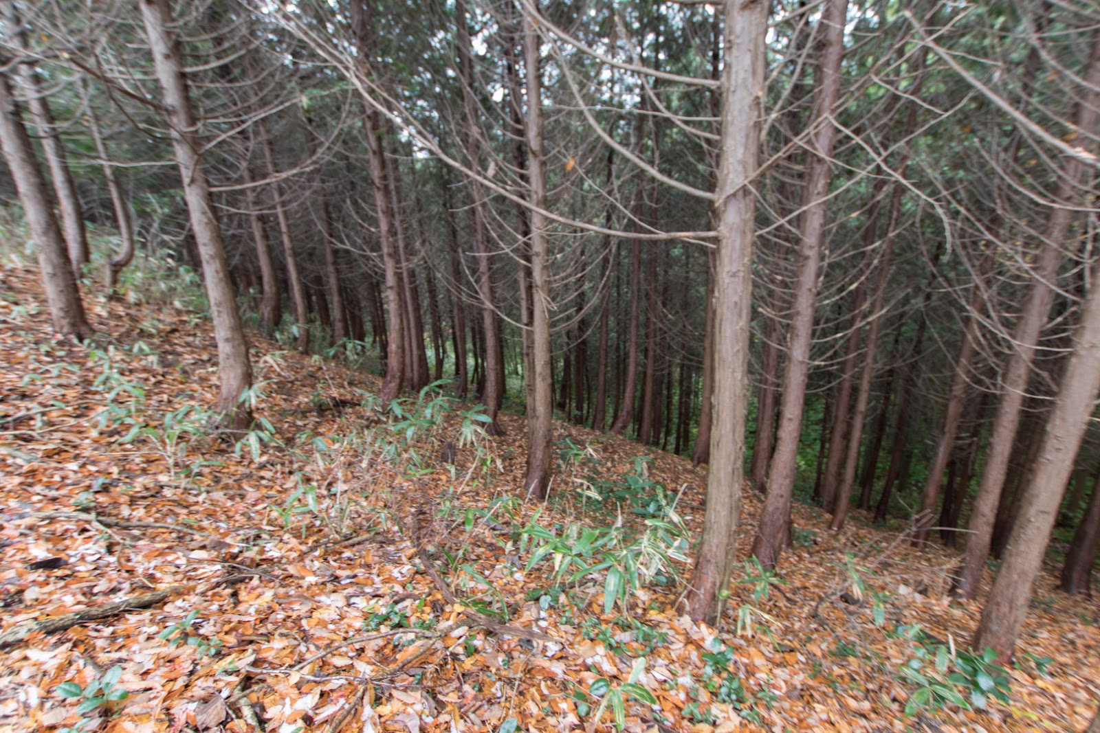 Obasawa Castle -Numerous dry moat defense line toward strong relative ...