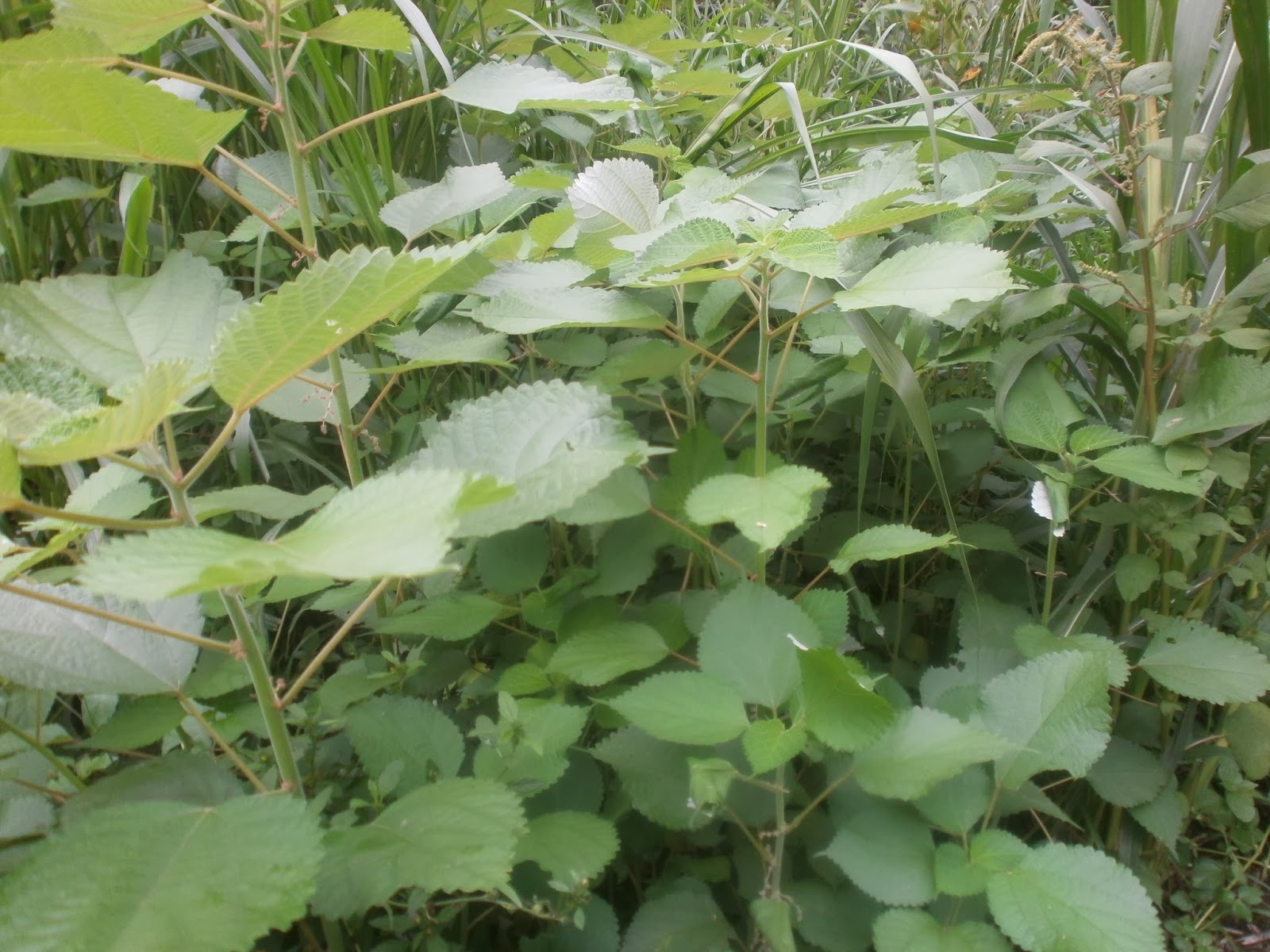 EL RAMIO PLANTA NUTRITIVA, DE BAJO COSTO MUY UTILIZADO EN NUTRICIÓN ...