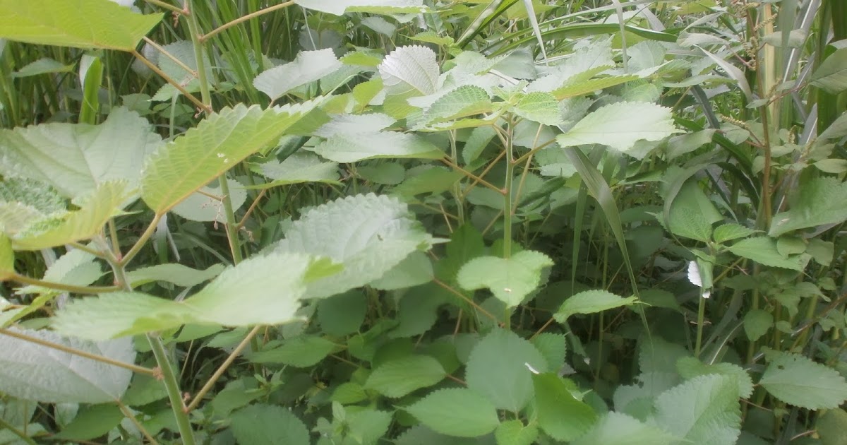 EL RAMIO PLANTA NUTRITIVA, DE BAJO COSTO MUY UTILIZADO EN NUTRICIÓN ...