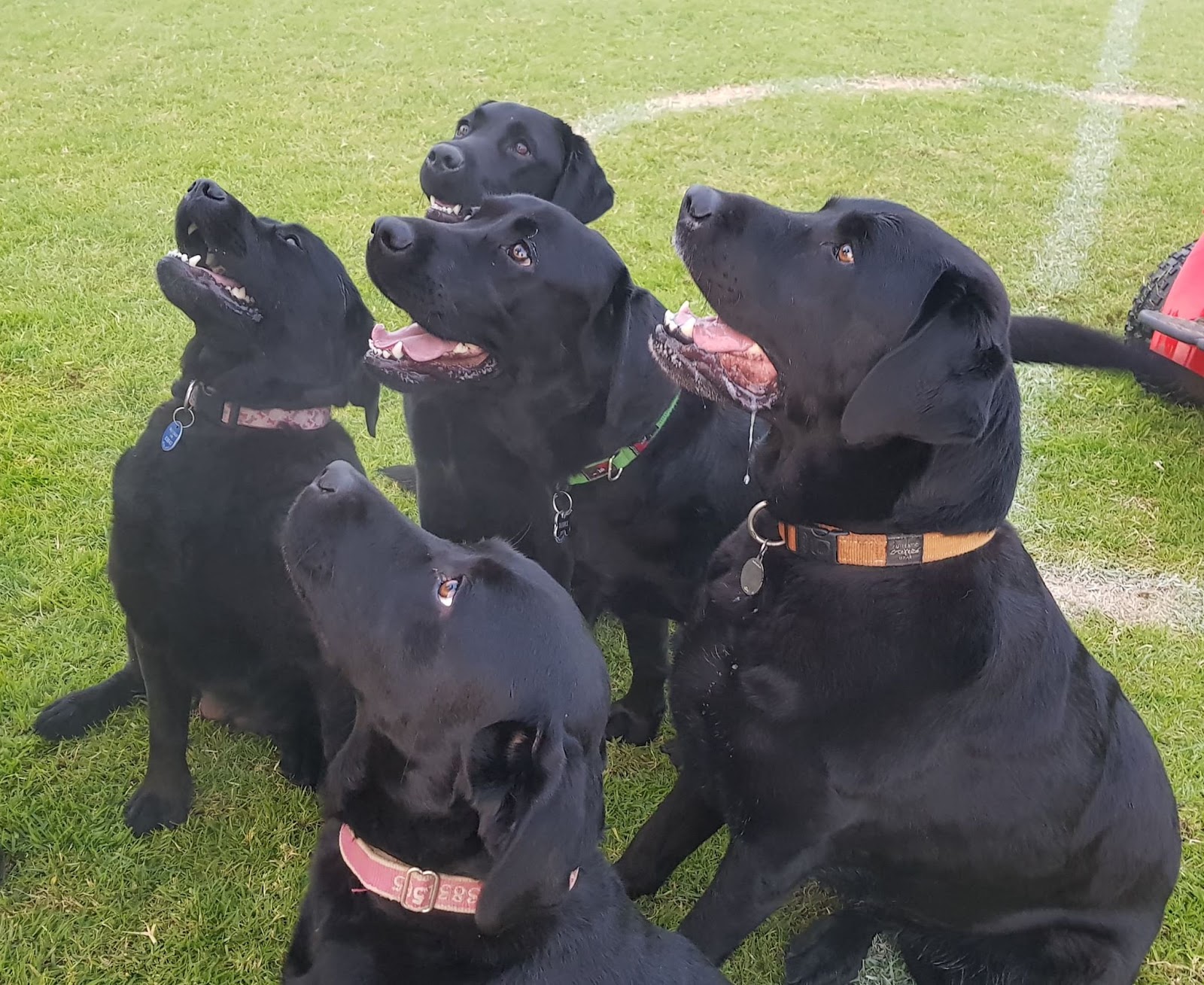 Milo and Jet's Adventures