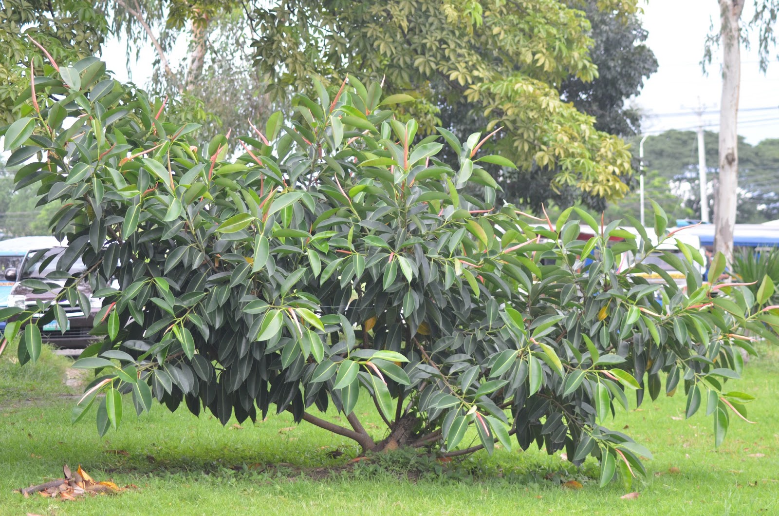Photography with Dr. Ernie.: Rubber fig tree, ficus elastica