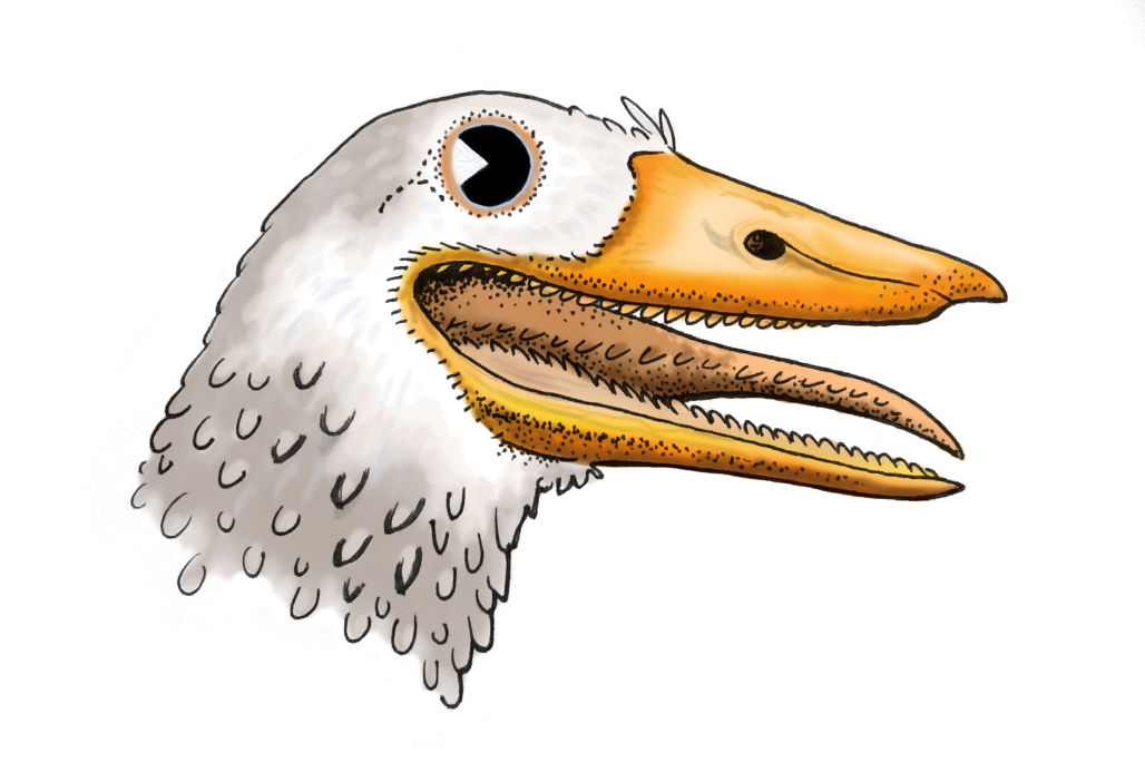 Pteroformer: Groovy Swan Beaks