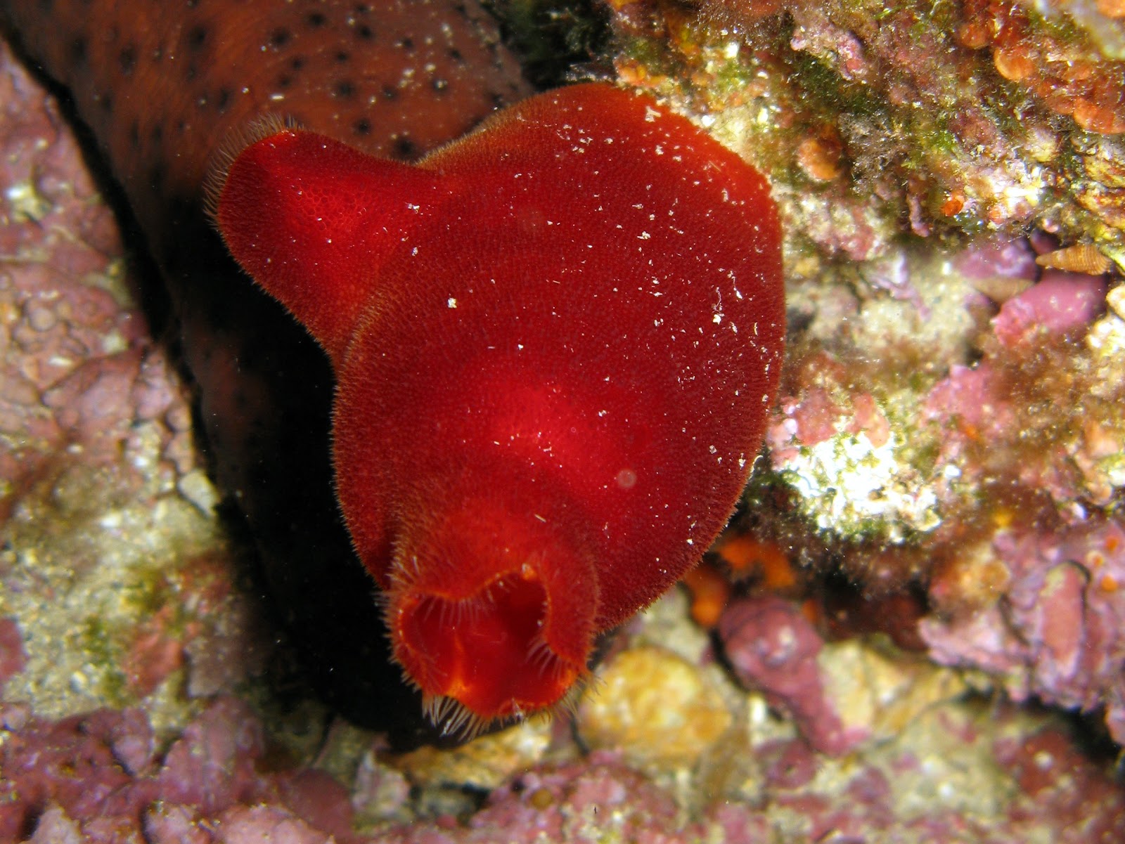 Taxonomía Chordata: Ascidias