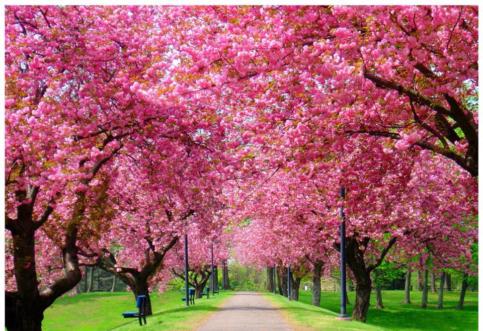 Paradise.: Cerejeiras