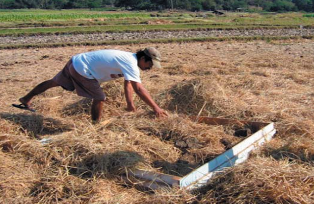 Technonology Guide for Rice Straw Composting with Urea