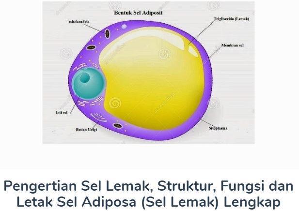 Sel Lemak : Pengertian Beserta Struktur, Fungsi Dan Letak Sel Adiposa ...