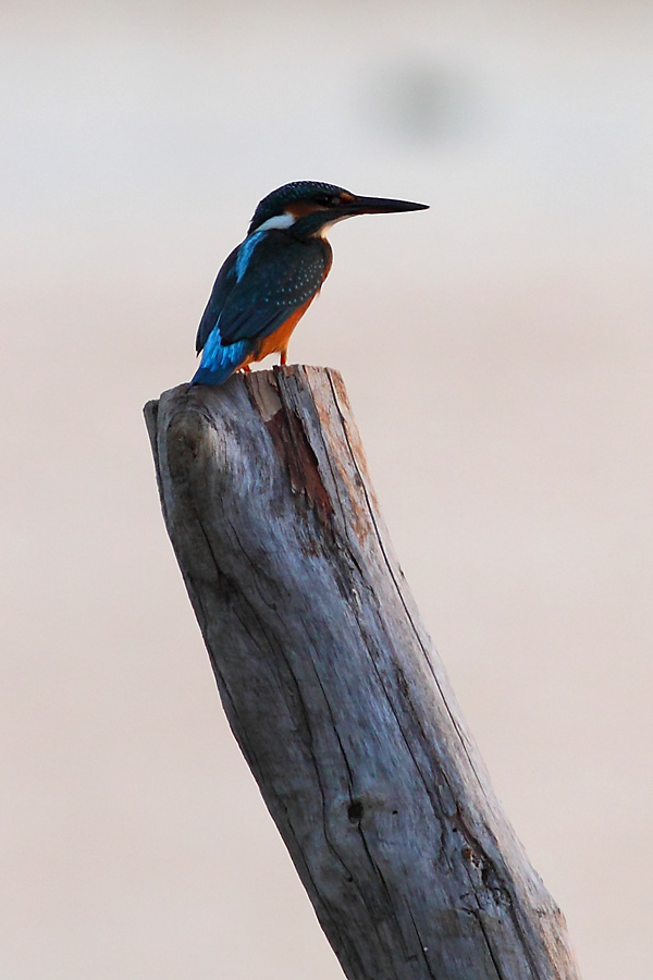FREE BIRDS/ svobodne ptice: PALUD - naravni rezervat v Istri