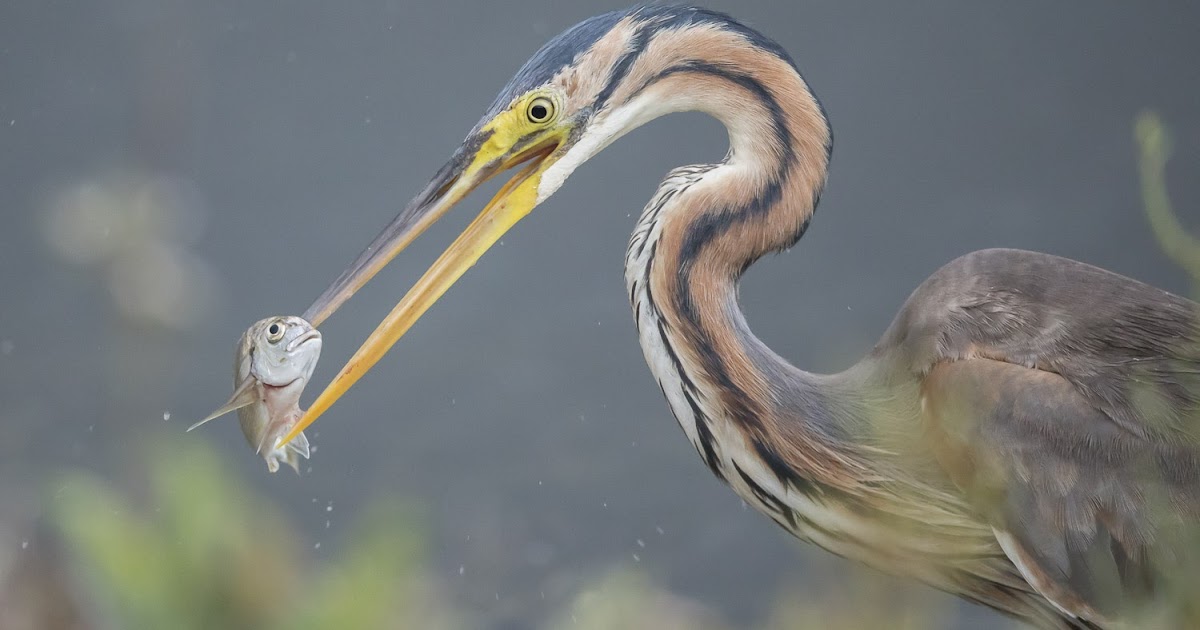 Aves Ricardo Rodriguez: Ciconiiformes