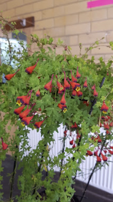 Alpine Garden Society Victorian Group: Oron Peri Talk.