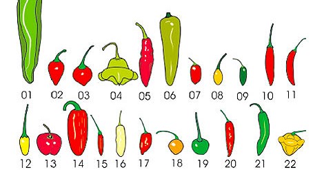 Tipos de pimentas, os principais tipos na culinária e sua picância ...