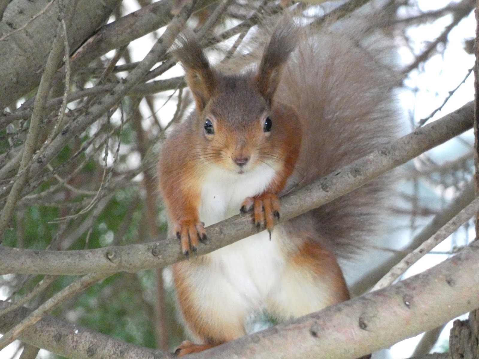 Red Squirrels and Nature: Youtube
