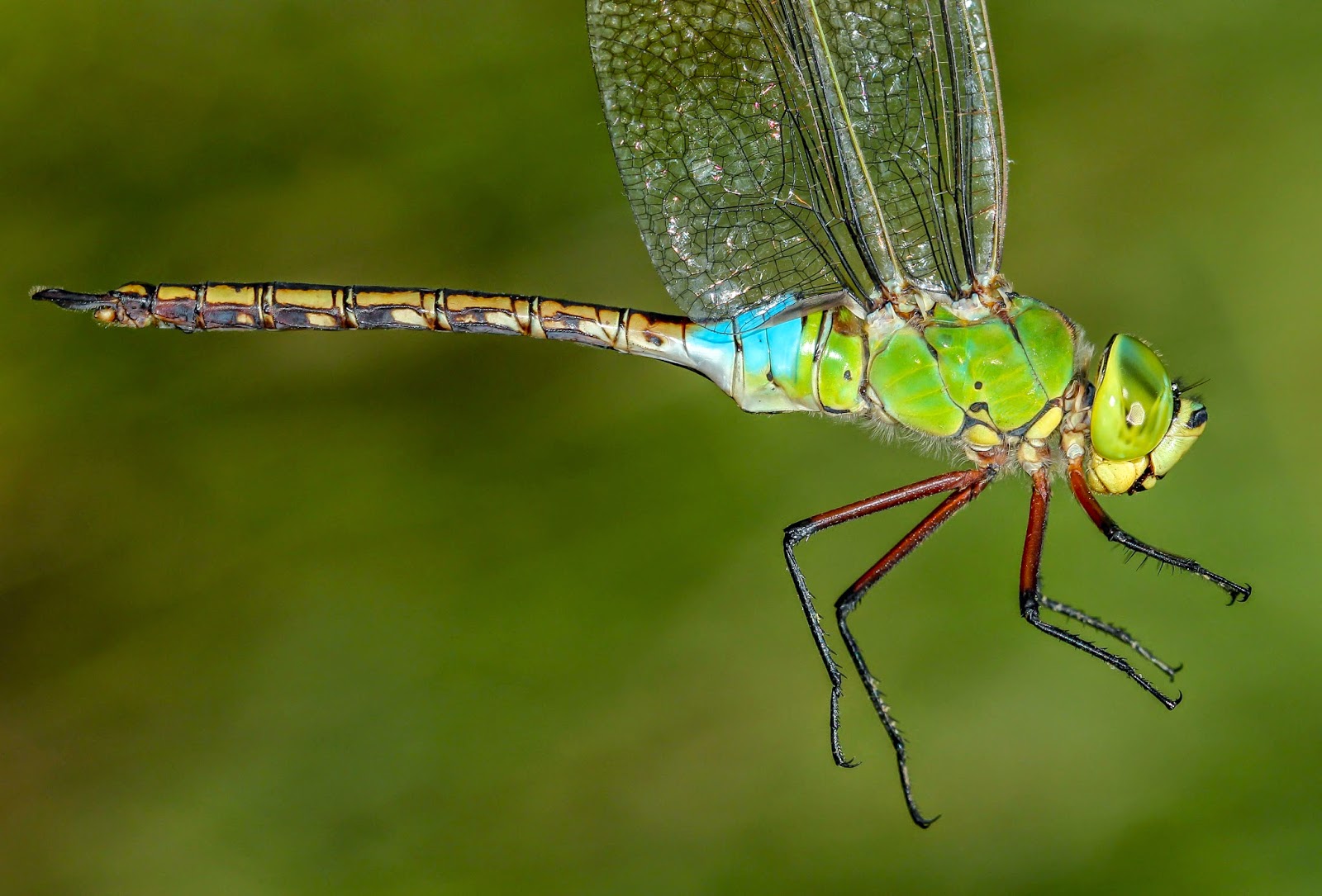 VietOdonata: Anax parthenope julius Brauer, 1865