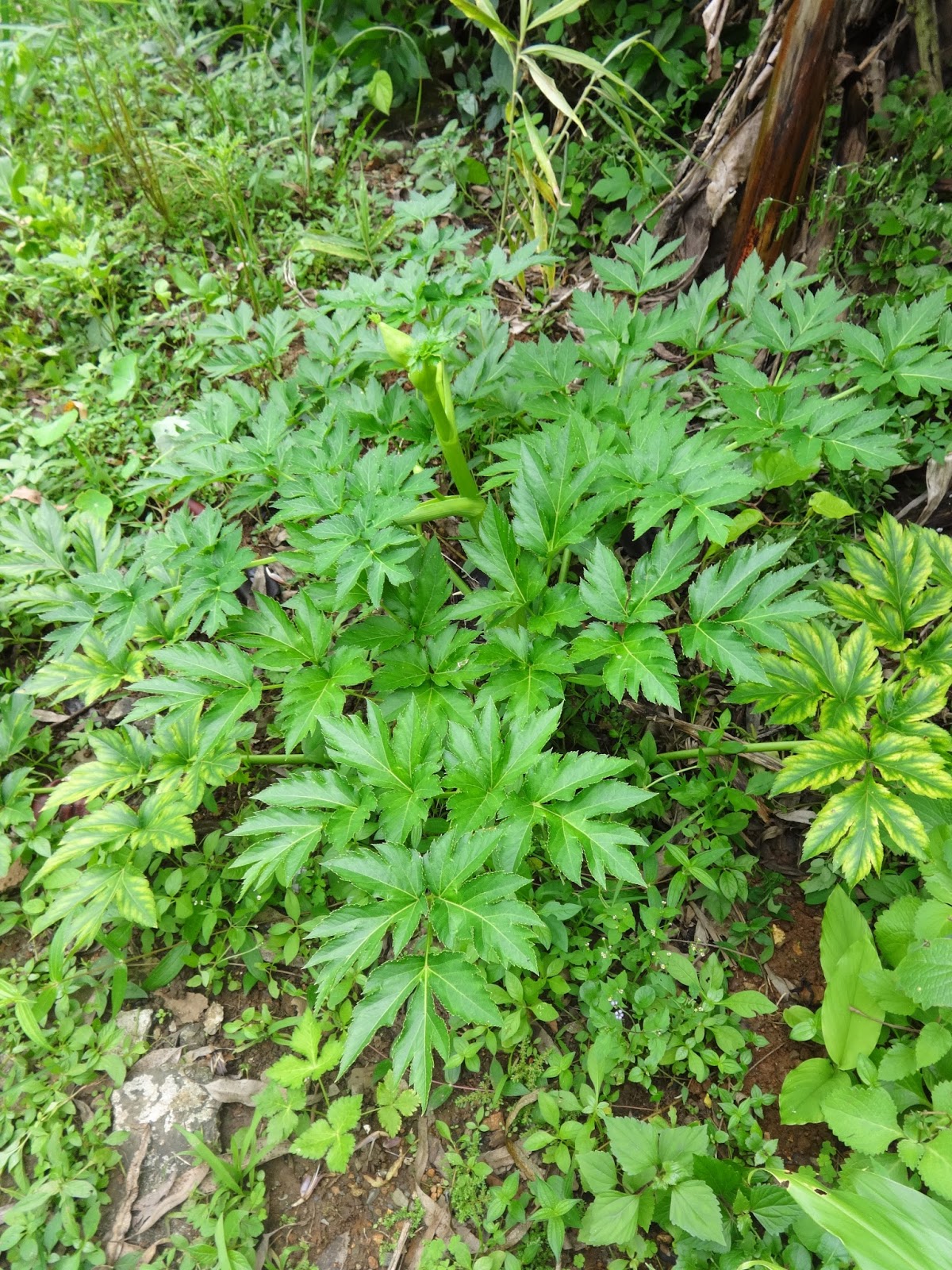 Herbs from Distant Lands: Angelica keiskei - Ashitaba, Tomorrow's Leaf