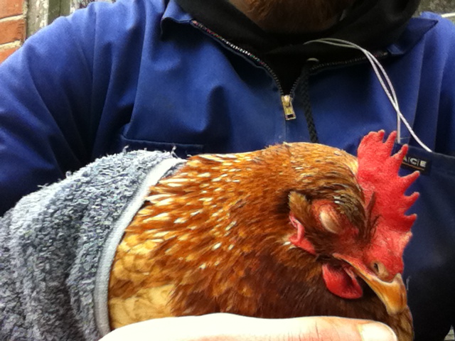 Coexisting With Nonhuman Animals: Pak n Save "Cheep Cheep Chicken Week ...