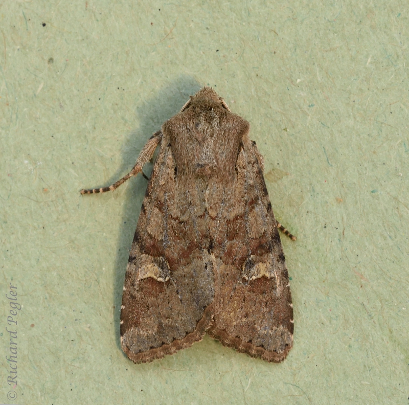 Pegler Birding: The Lockdown Garden - Week 21, 18th-24th May, 2020