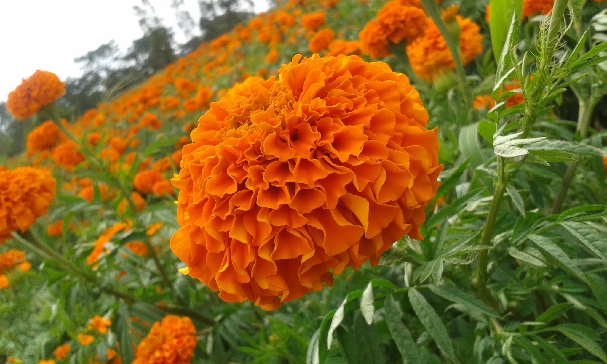 Kandathum keetathum: Jamanthi flower