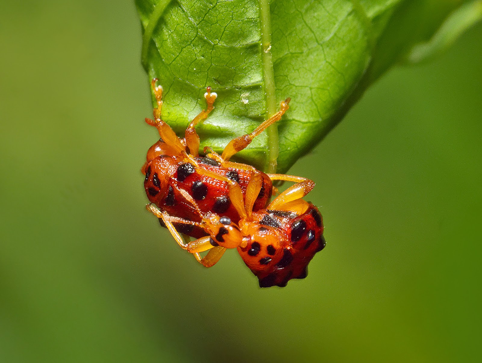 tower record: 一邊交配一邊築巢的黑點捲葉象鼻蟲_The mating Weevil curve the leaf for ...