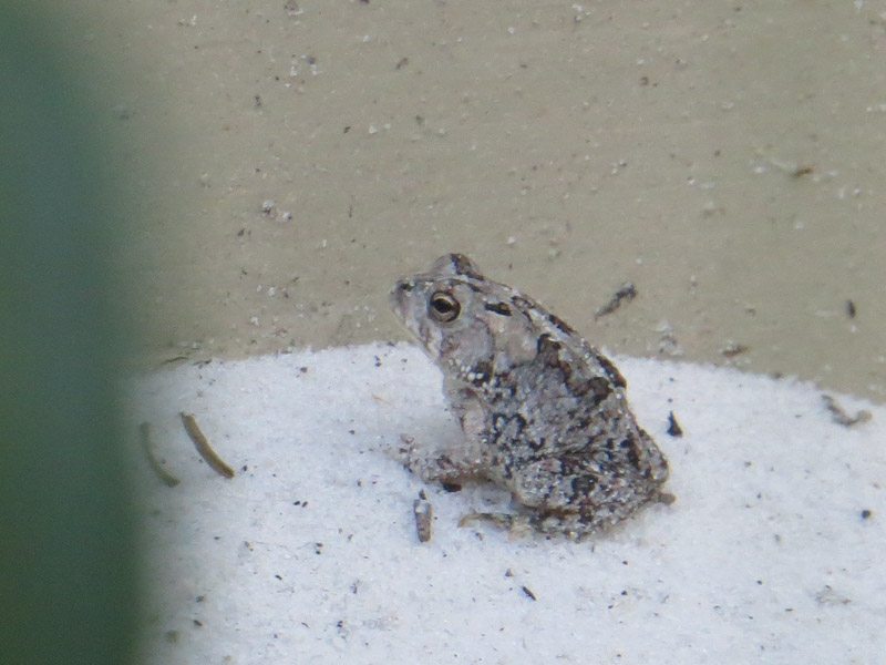 Frog in the sand