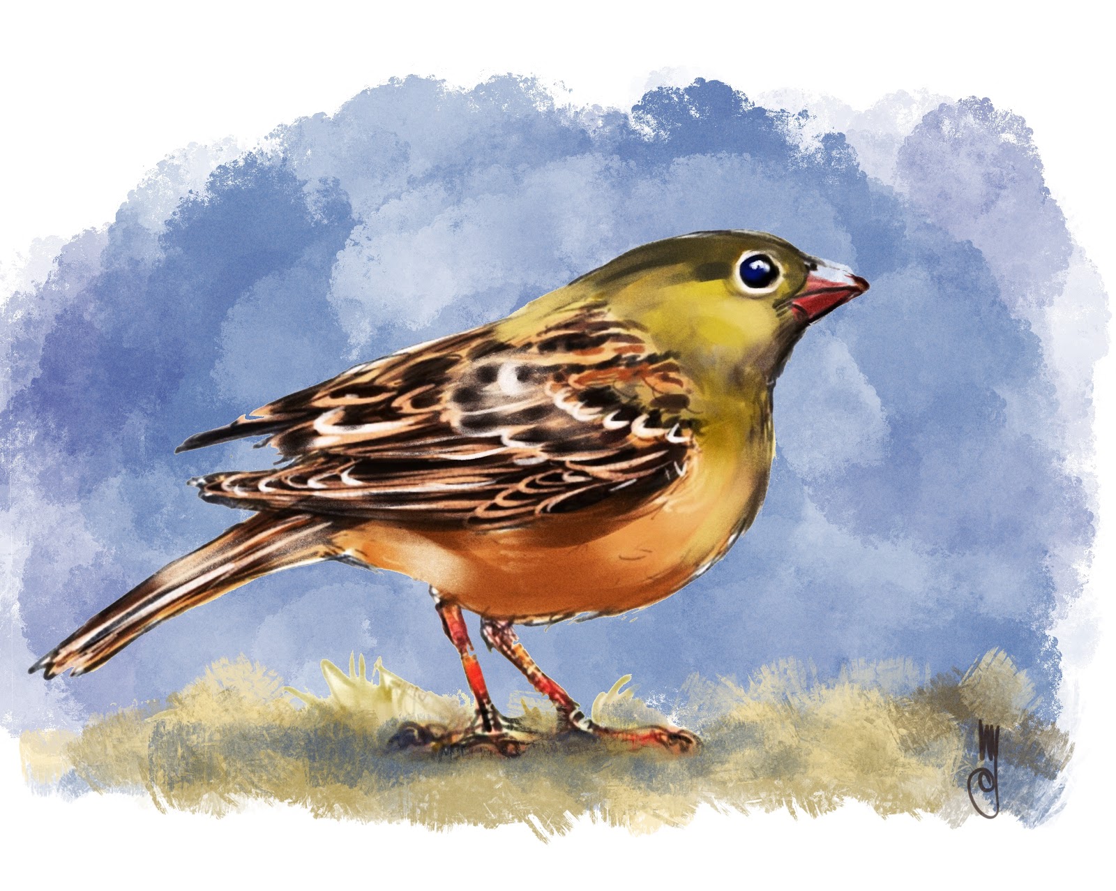 Birds: Ortolan Bunting