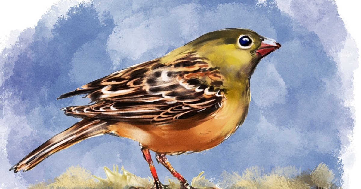 Birds: Ortolan Bunting