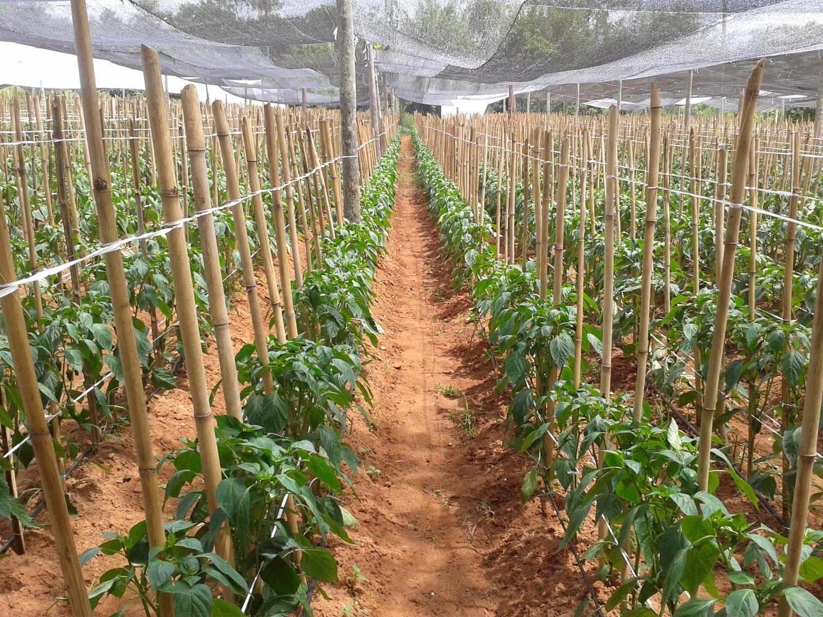 Paraguay: un milagro americano!: Locote paraguayo con calidad de ...