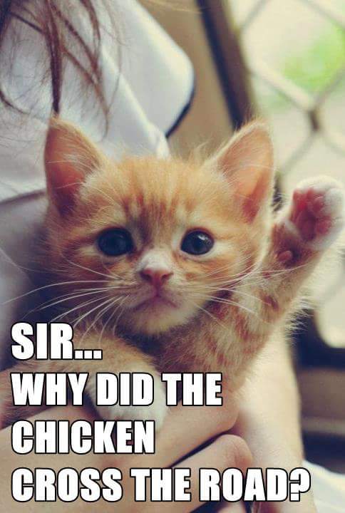 funny images compilation part one - a scene to memorize