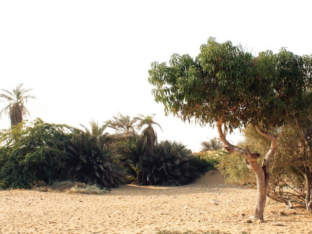 QuickAlerts: The Mango Tree of Kund Malir (Balochistan)