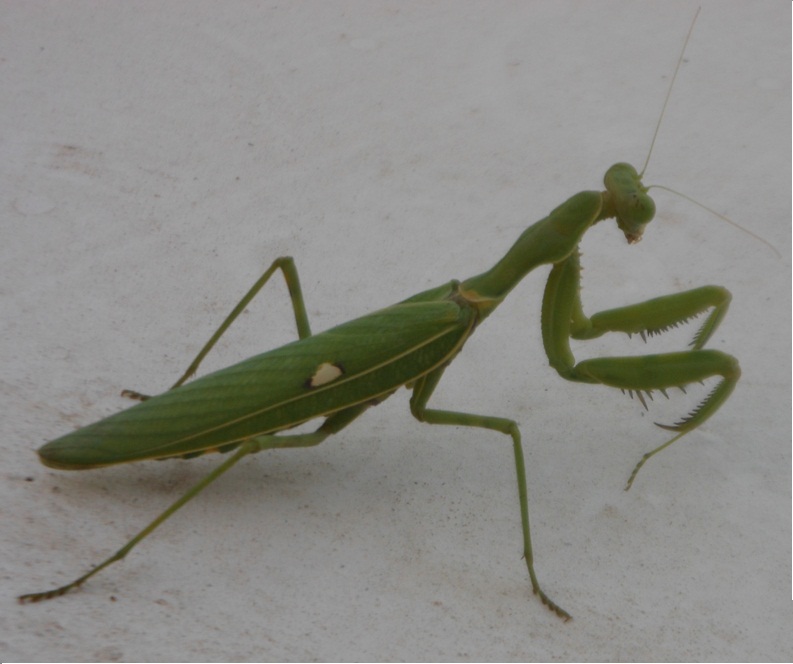 AMUSING WORLD: The Green Praying Mantis