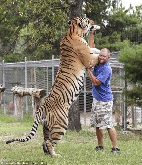 Things Out Of The Ordinary Top 7 Biggest Wild Cats In The World things-out-of-the-ordinary-top-7-biggest-wild-cats-in-the-world