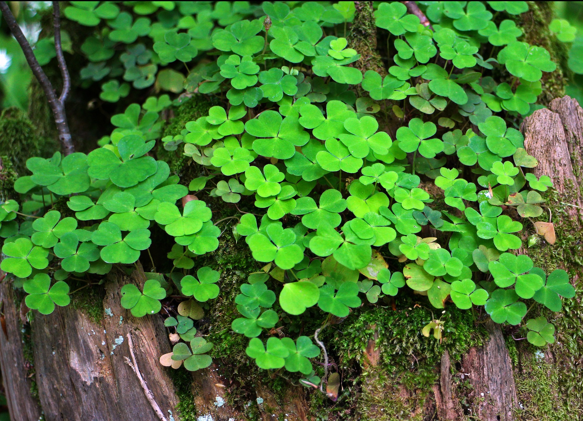 CALINCING (Oxalis corniculate L.) - DAUN SEMANGGI BERMANFAAT