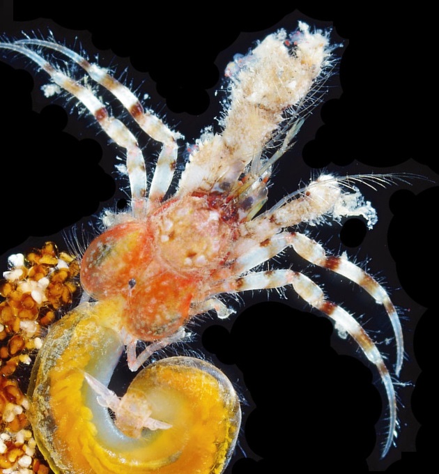 Species New to Science: [Crustacea • 2020] Diogenes minimus • A New ...