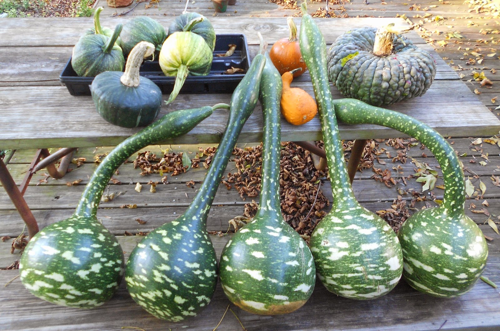 From Seed to Scrumptious: Gaggle of Gourds